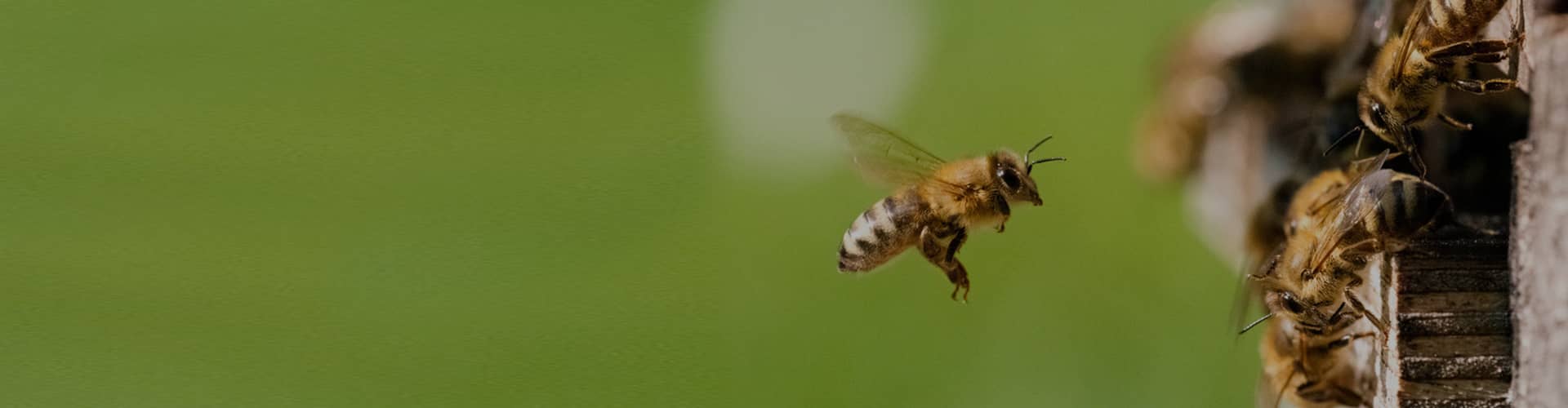 Bees control Keilor Park - Pestly Pest Control Melbourne