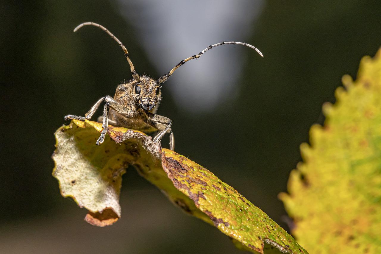 Borer control Samaria - Pestly Pest Control Melbourne