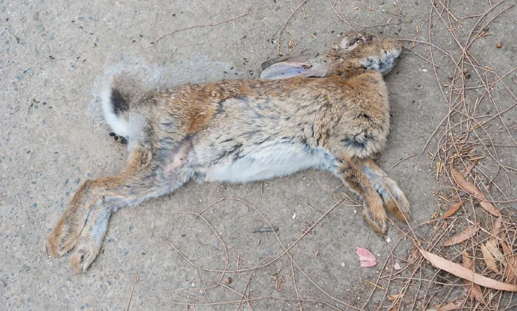 Efficient Dead Rabbit Removal in Melbourne - Pestly Pest Control
